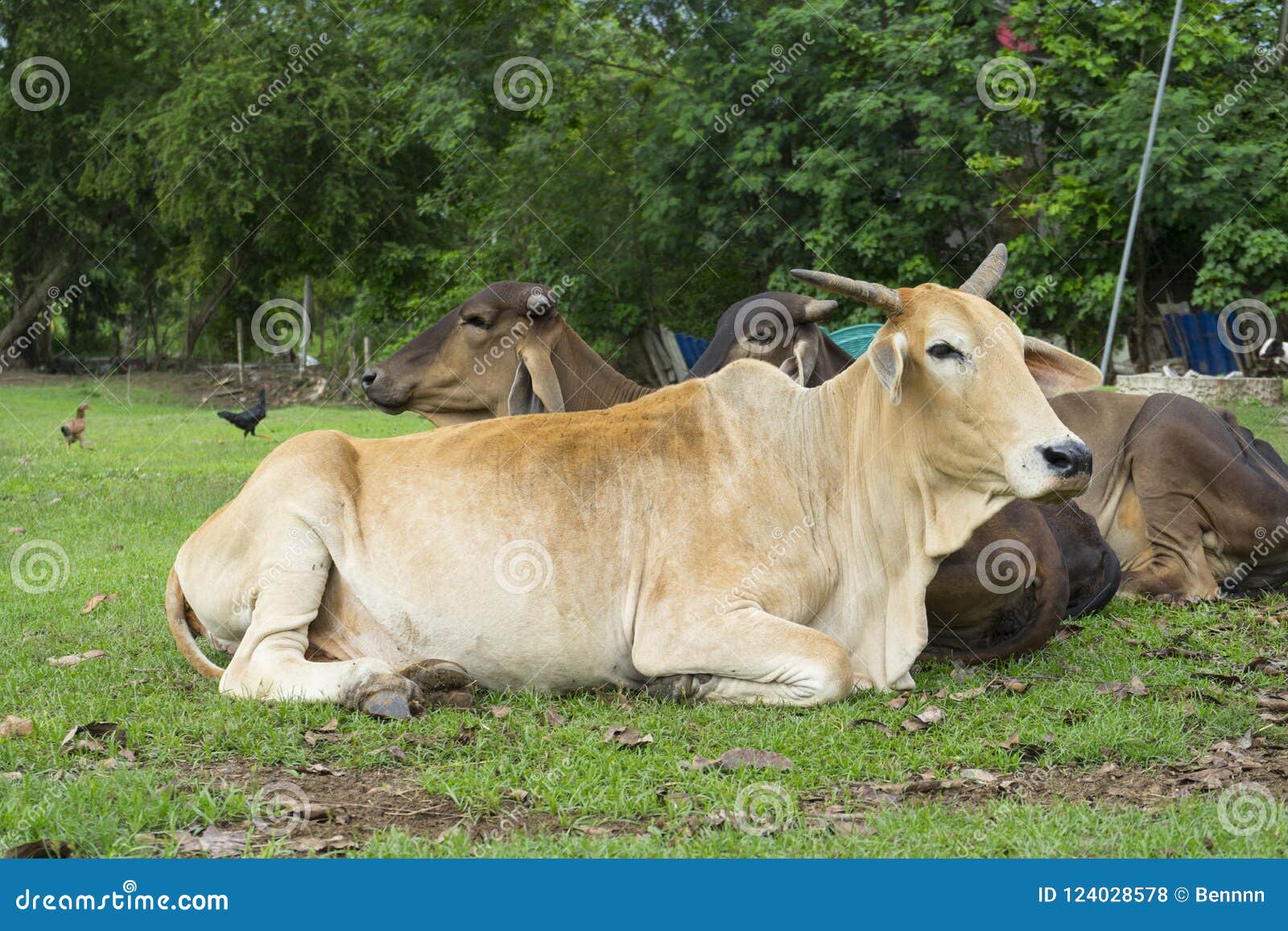 Black ox in a farm stock photo. Image of green, male - 124028578