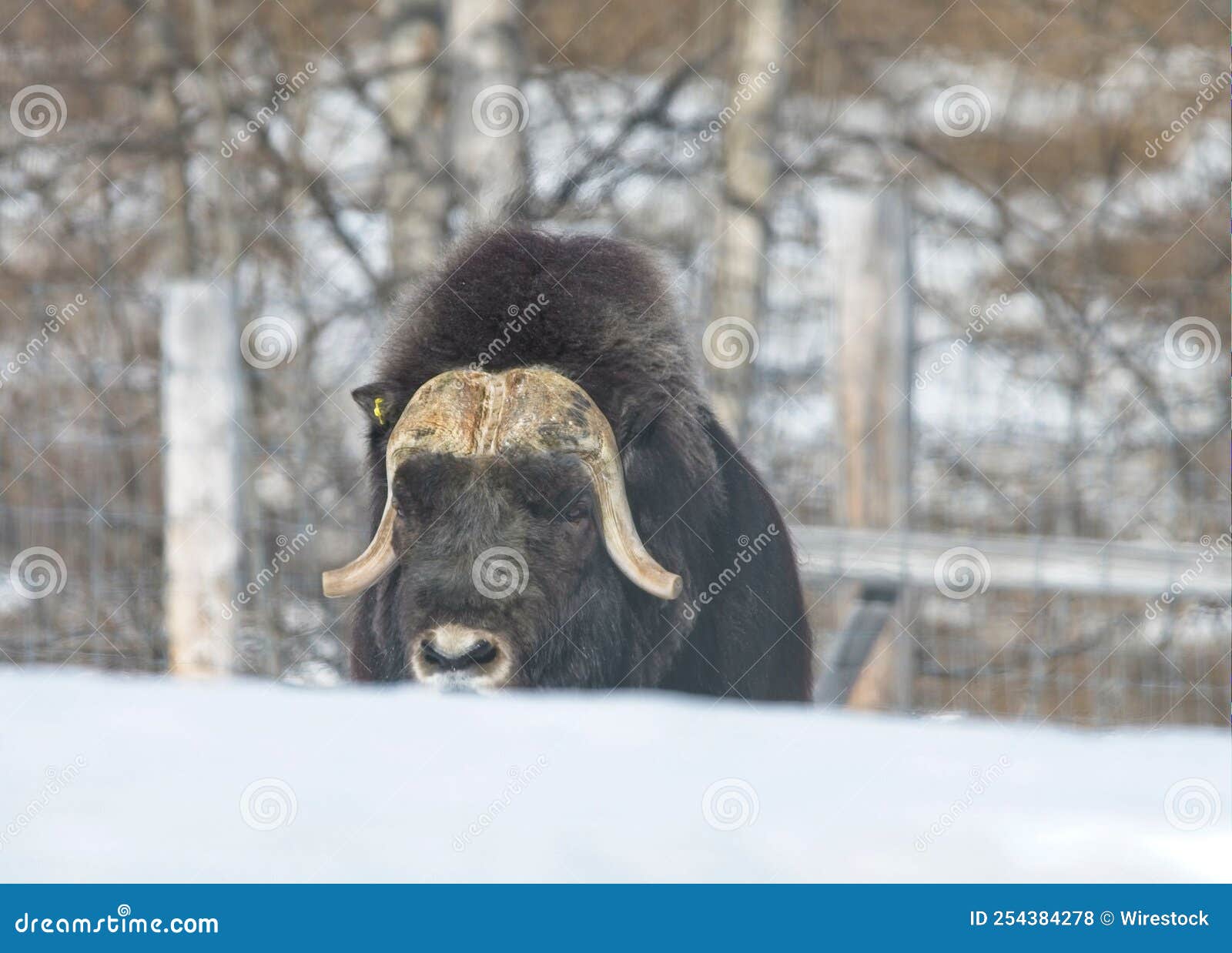 Black Ox Walking on the Snow Stock Photo - Image of face, rural: 254384278