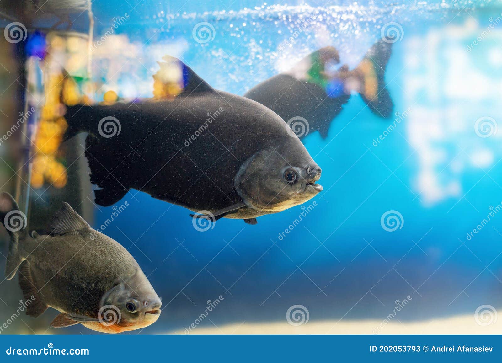 Black Pacu Fish Colossoma Macropomum Swims in the Aquarium Stock Image ...