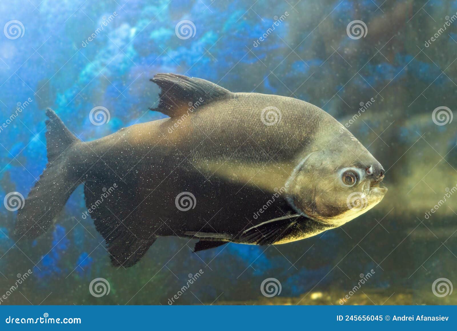 Black Pacu Fish Colossoma Macropomum Swims in the Aquarium Stock Image ...