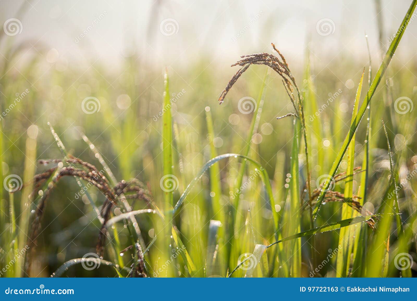 Black Paddy Rice in Field, Thailand Stock Image - Image of harvest ...
