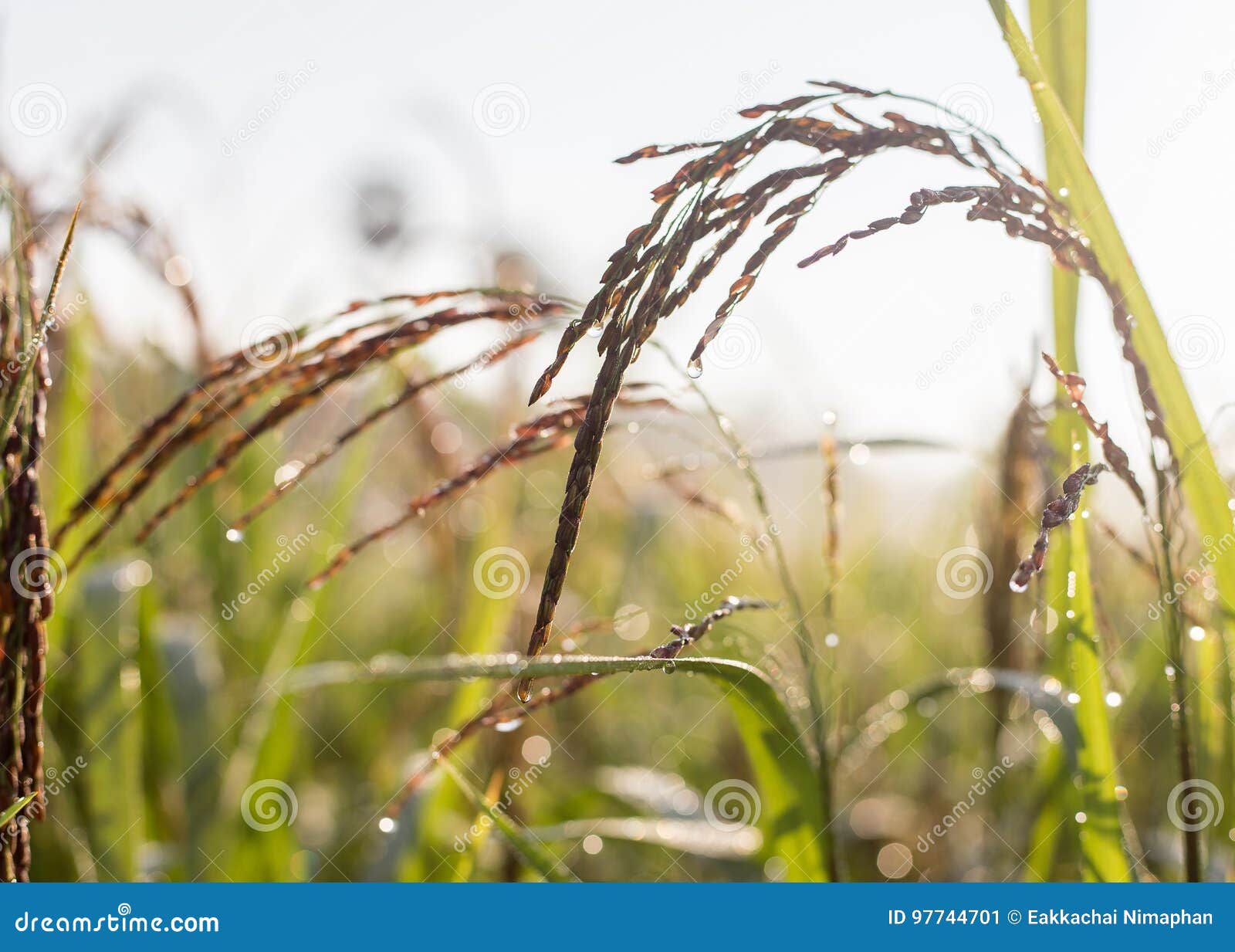 Black Paddy Rice in Field, Thailand Stock Image - Image of cereal, crop ...