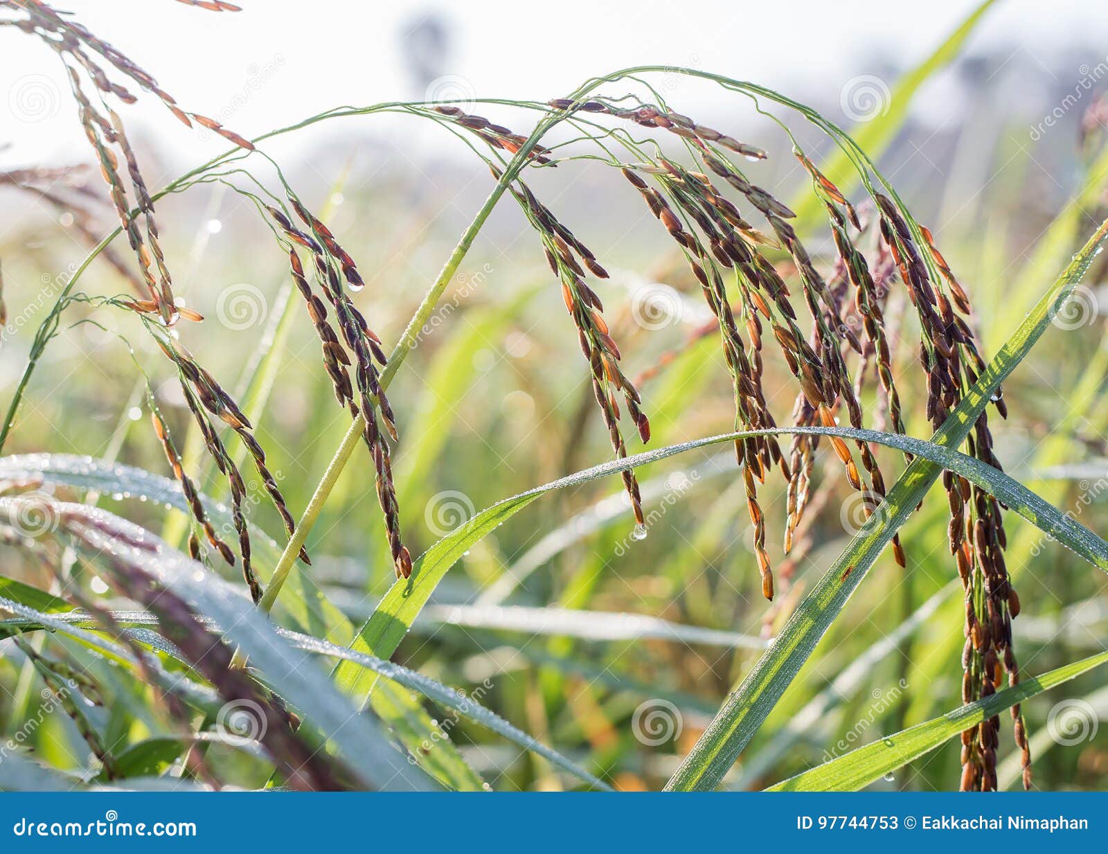 Black Paddy Rice in Field, Thailand Stock Image - Image of grass ...