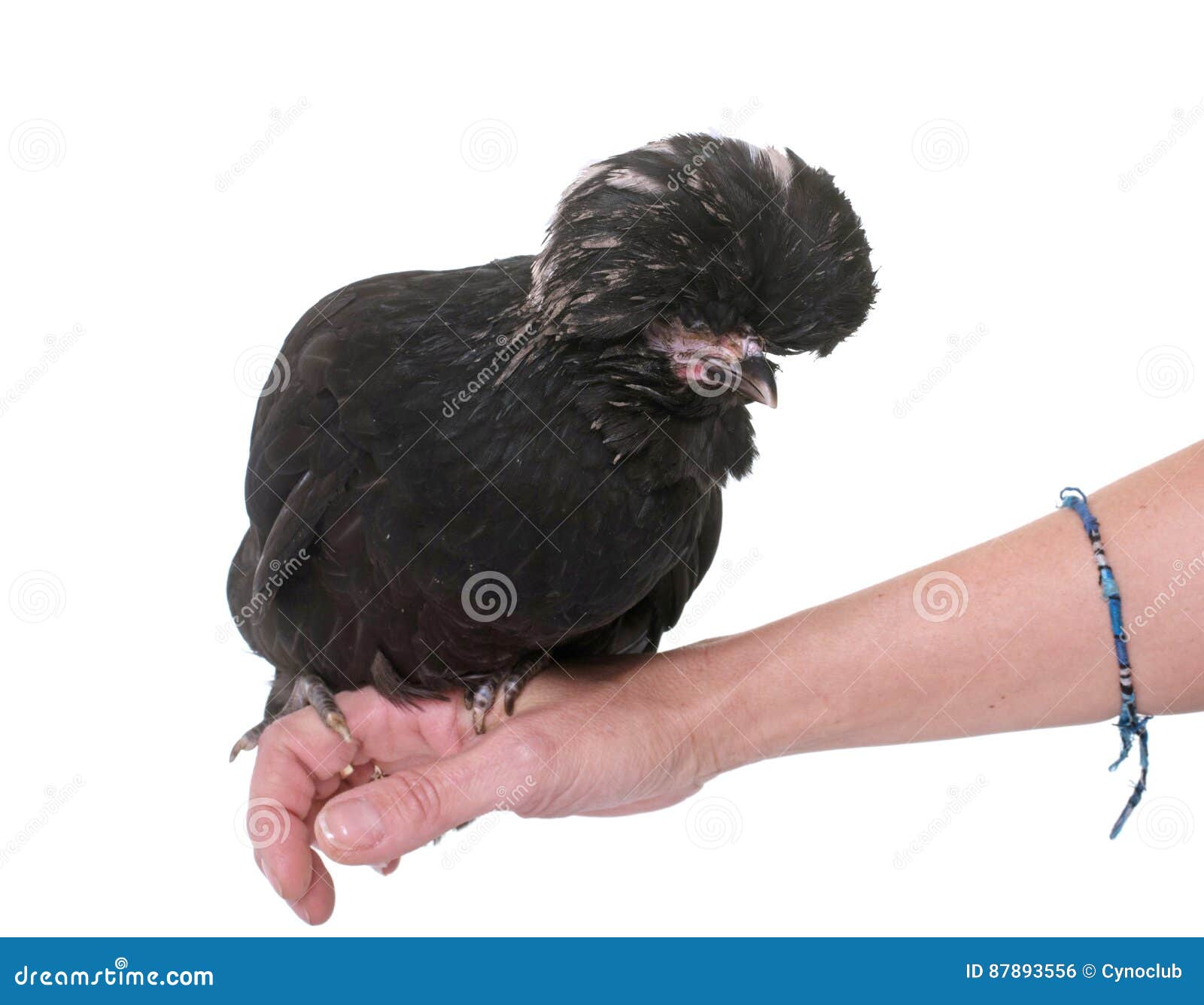 Black Padovana chicken stock photo. Image of black, studio - 87893556