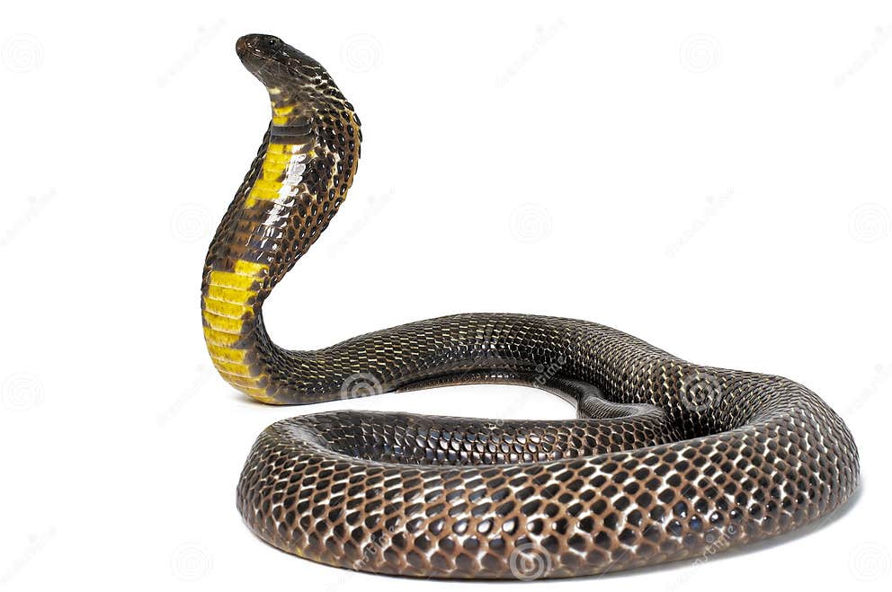 Black Pakistani Cobra stock photo. Image of pakistani - 35216224