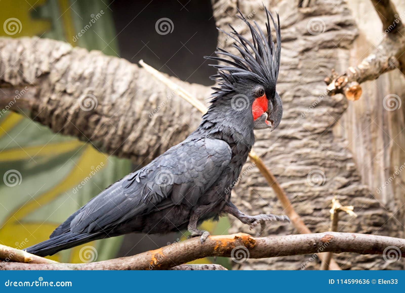 Black palm cockatoo stock photo. Image of closeup, branch - 114599636 Black palm cockatoo stock photo. Image of closeup, branch - 114599636