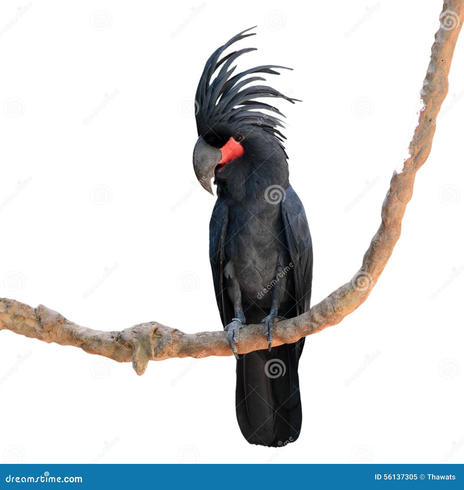 Palm Cockatoo, Probosciger Aterrimus, Large Smoky-grey Parrot With ...