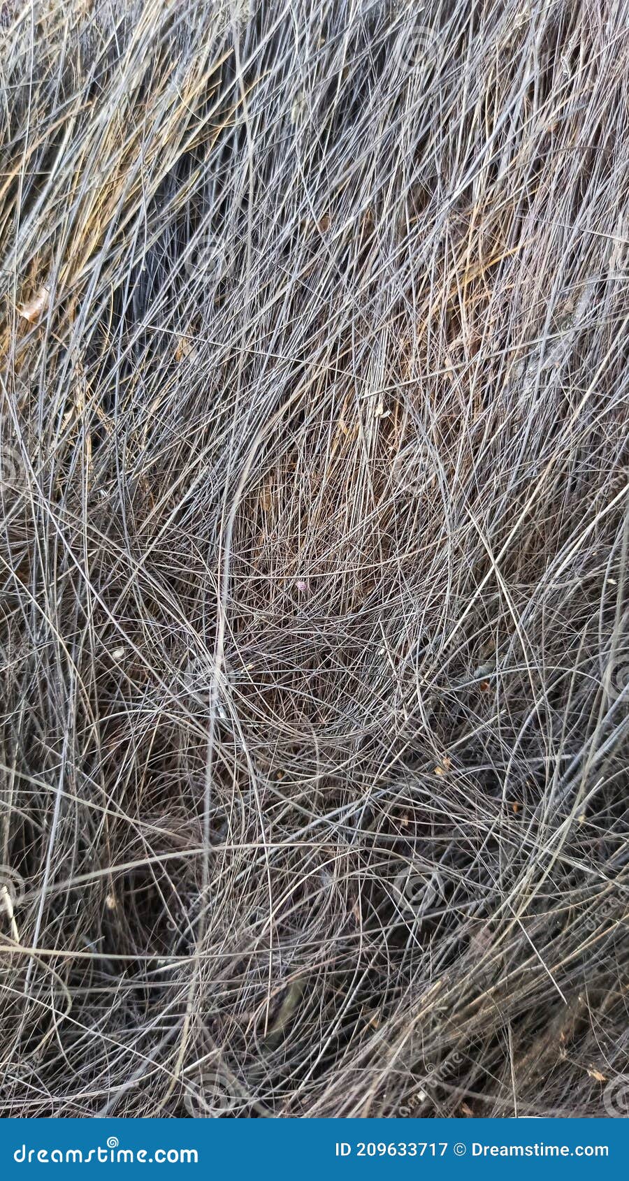 Black palm fiber stock image. Image of freezing, snow - 209633717