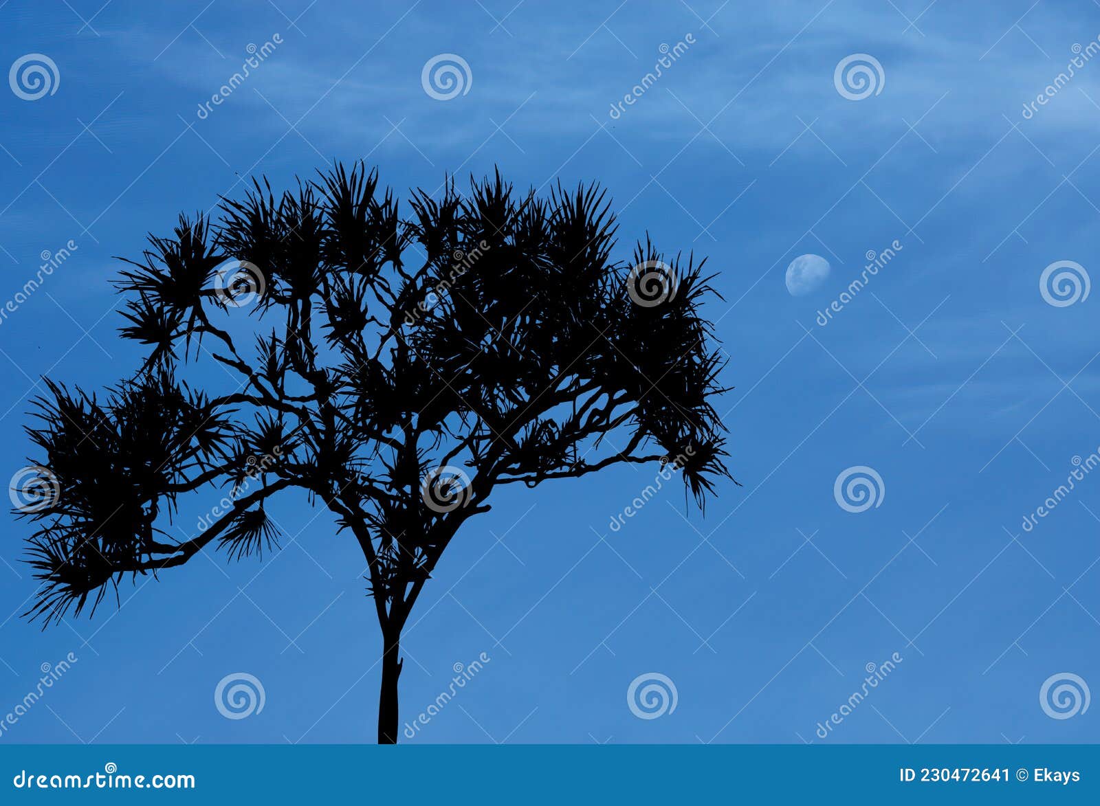Pandanus One Tree with Blue Sky and Moon Stock Image - Image of ...