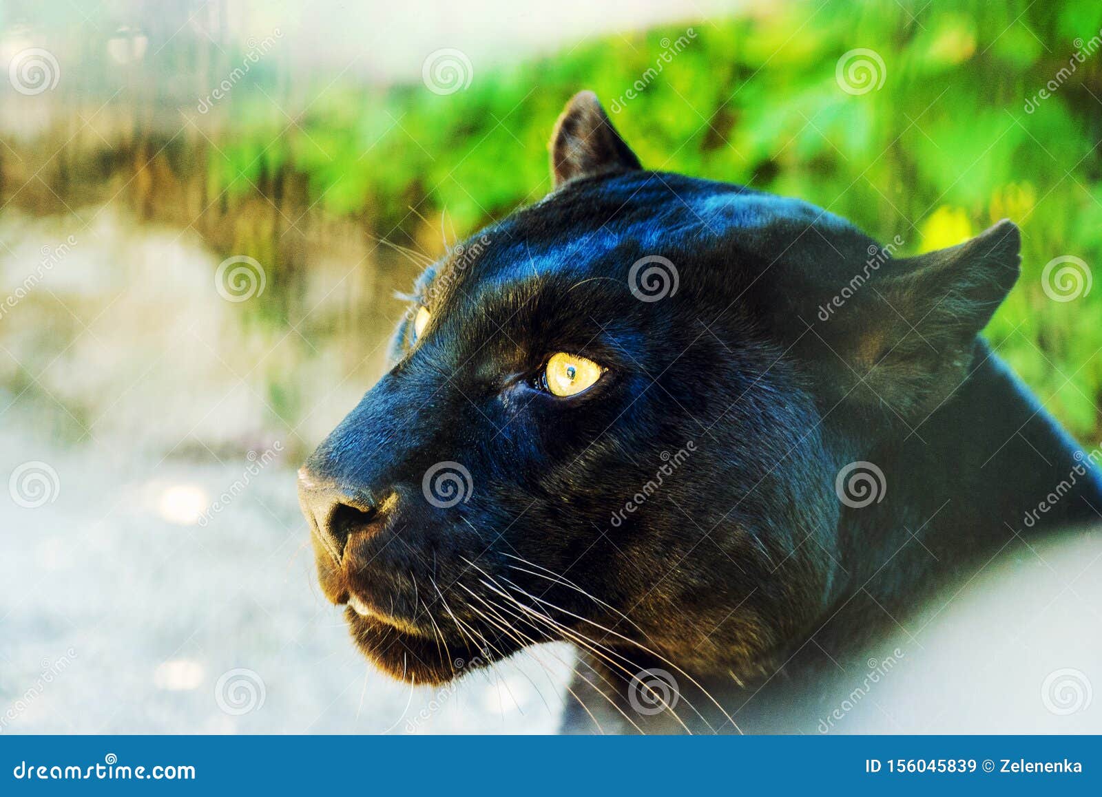 Black Panther stock image. Image of fang, jaguar, furious - 156045839