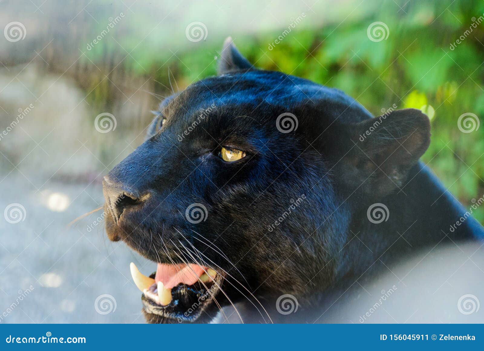 Black Panther stock image. Image of hunter, detail, fang - 156045911