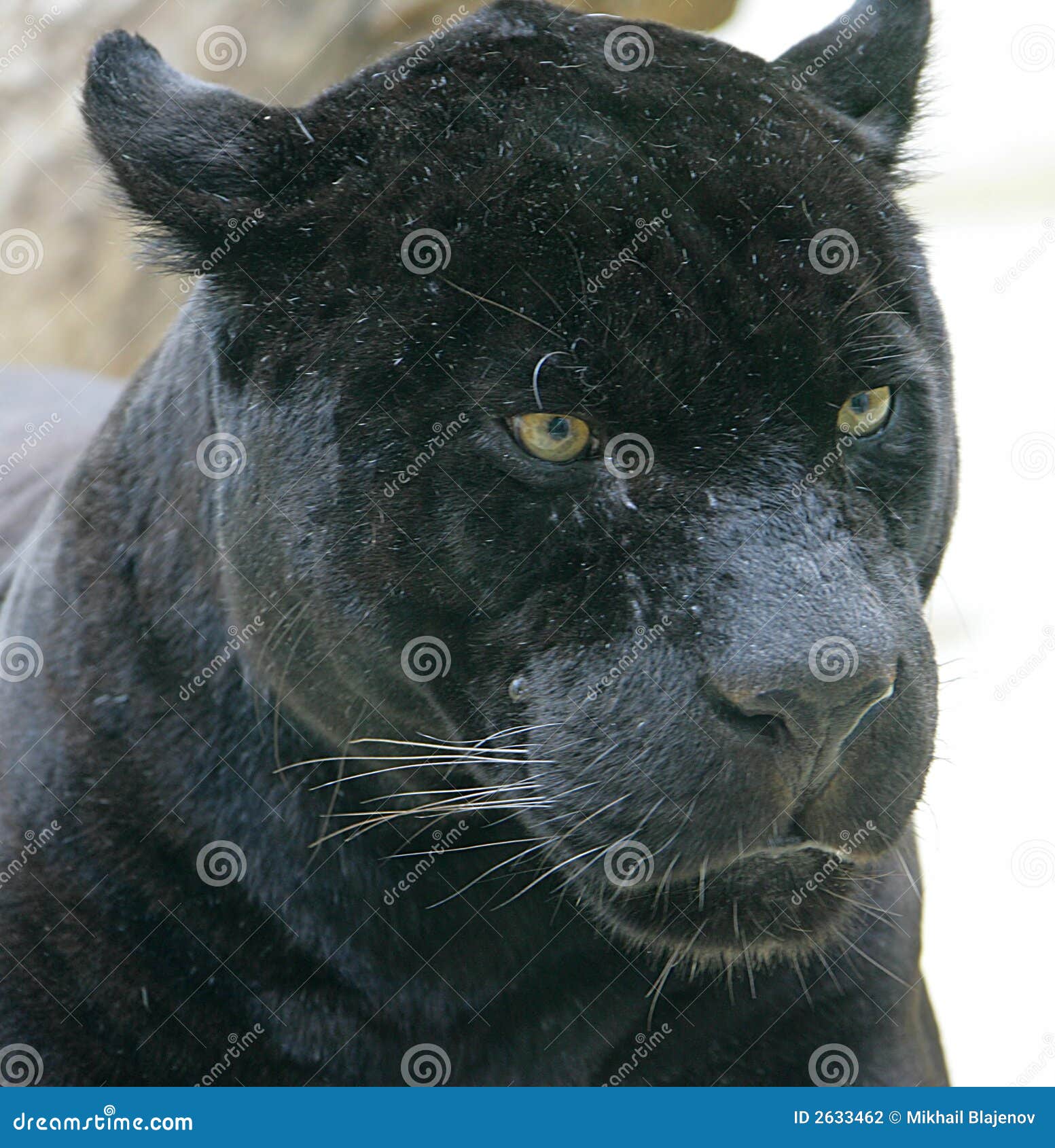 Real Panther Jumping