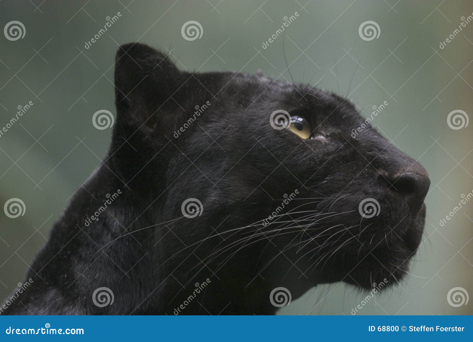Black Panther stock photo. Image of leopard, predator, strong - 68800
