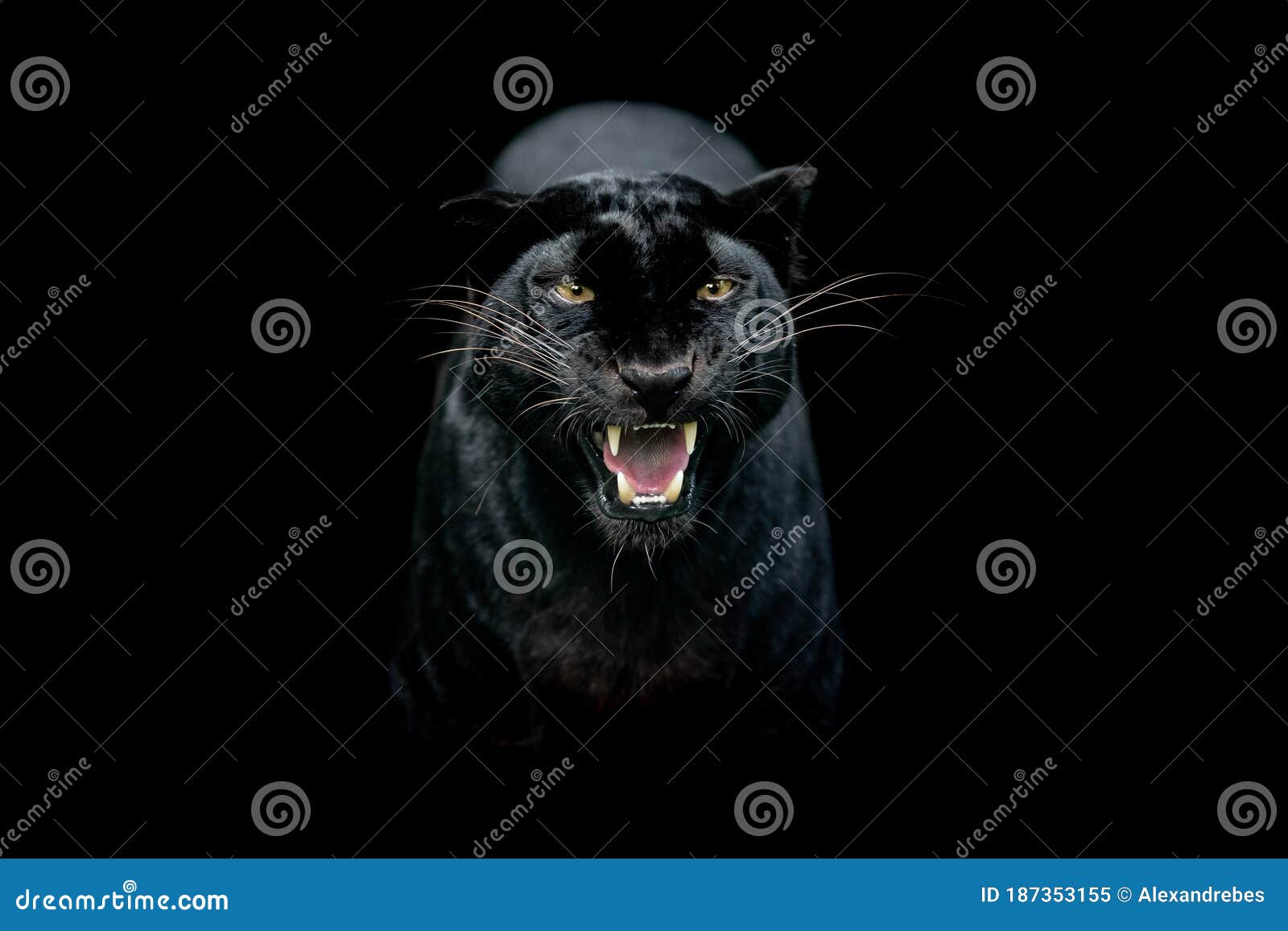 Black Panther Shot Close Up Black Background Royalty-Free Stock Image ...