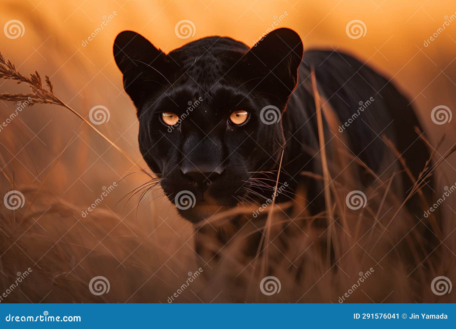 Black Panther in the Grass at Sunset, Close-up. Stock Illustration ...
