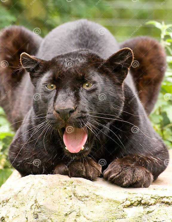 Black Panther Growling stock photo. Image of panther - 10463886