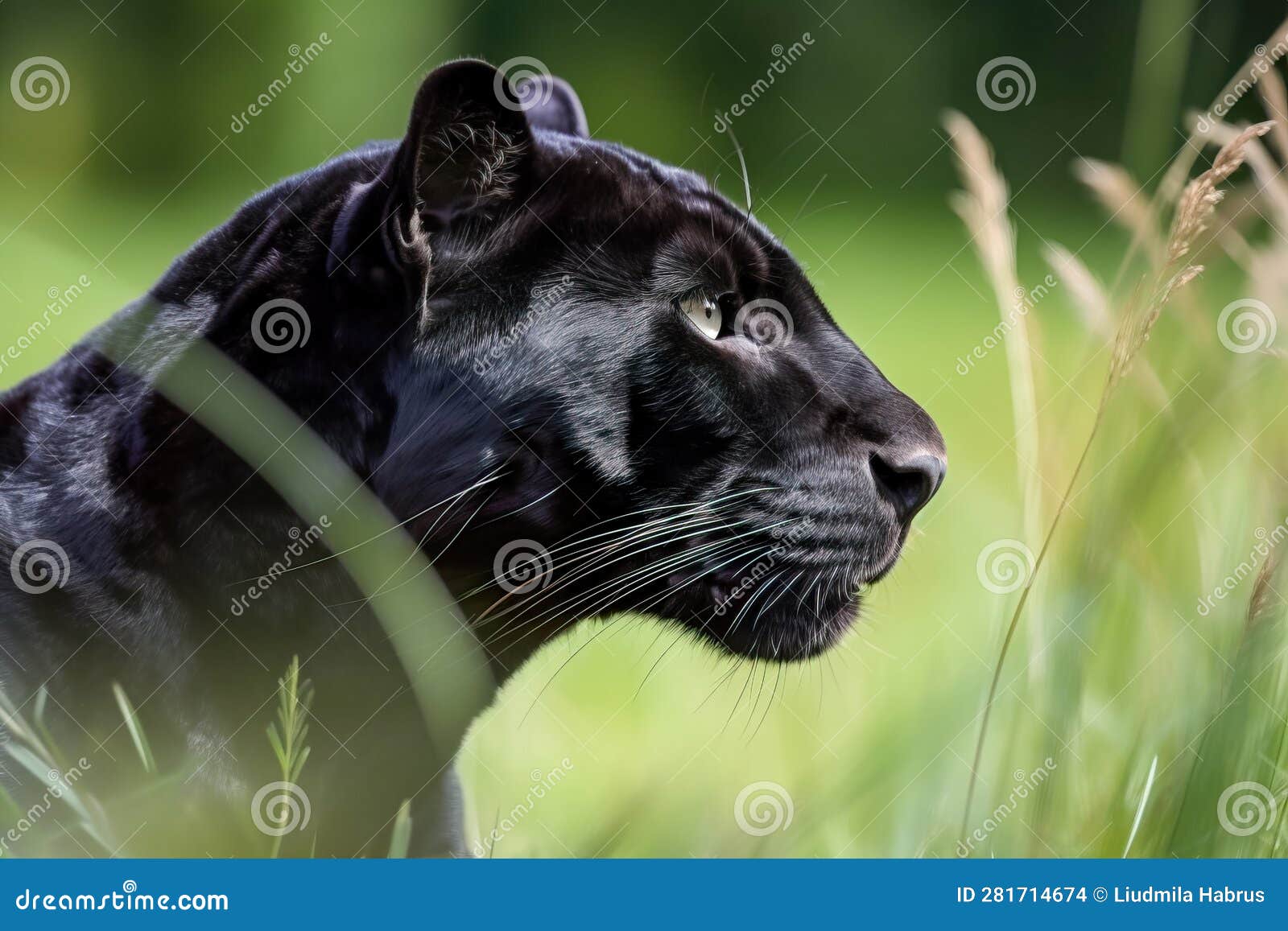 Black Panther (Panthera Leo) in Grass. Generative AI Stock Illustration ...