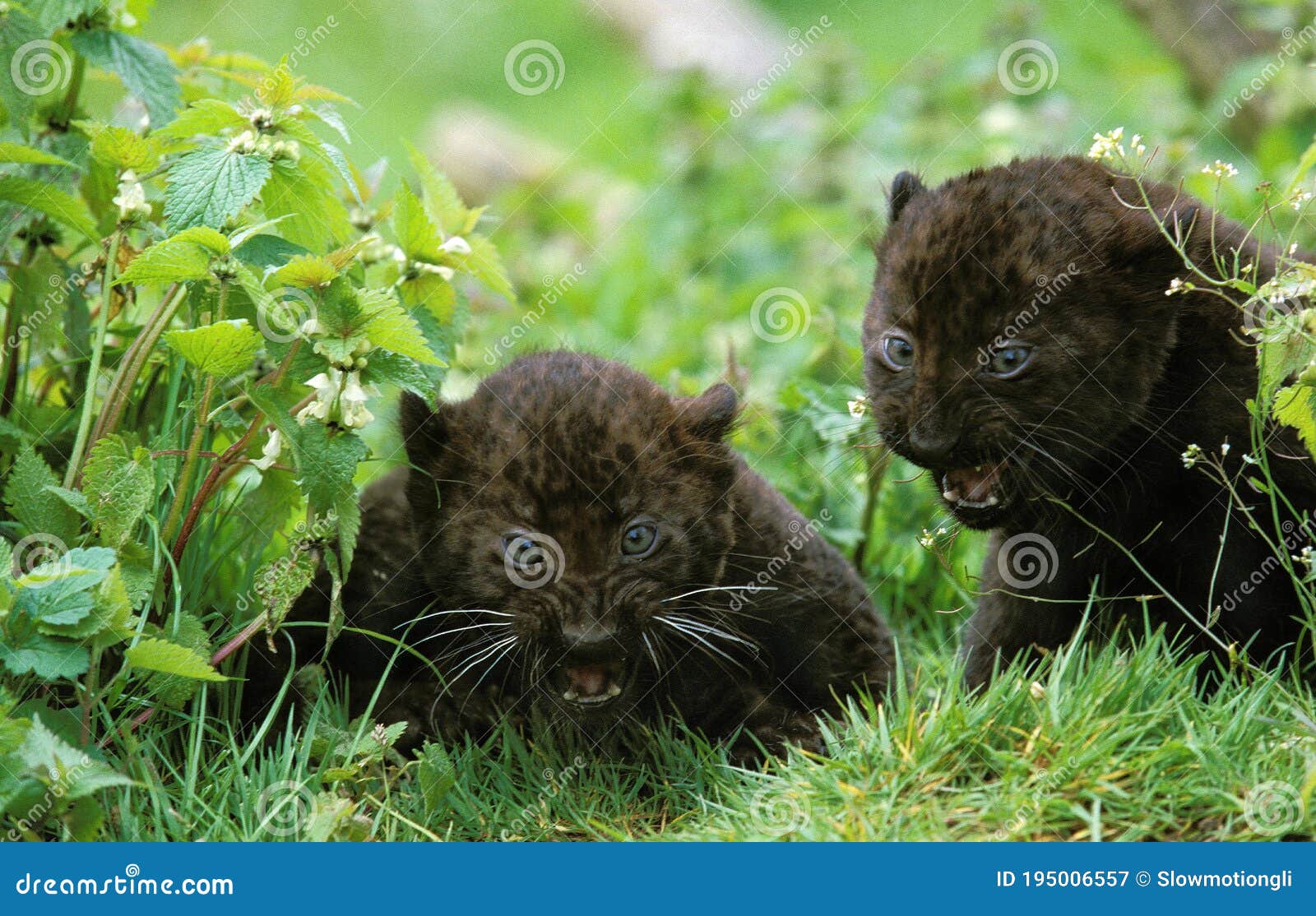 341 Snarling Panther Photos - Free & Royalty-Free Stock Photos from ...