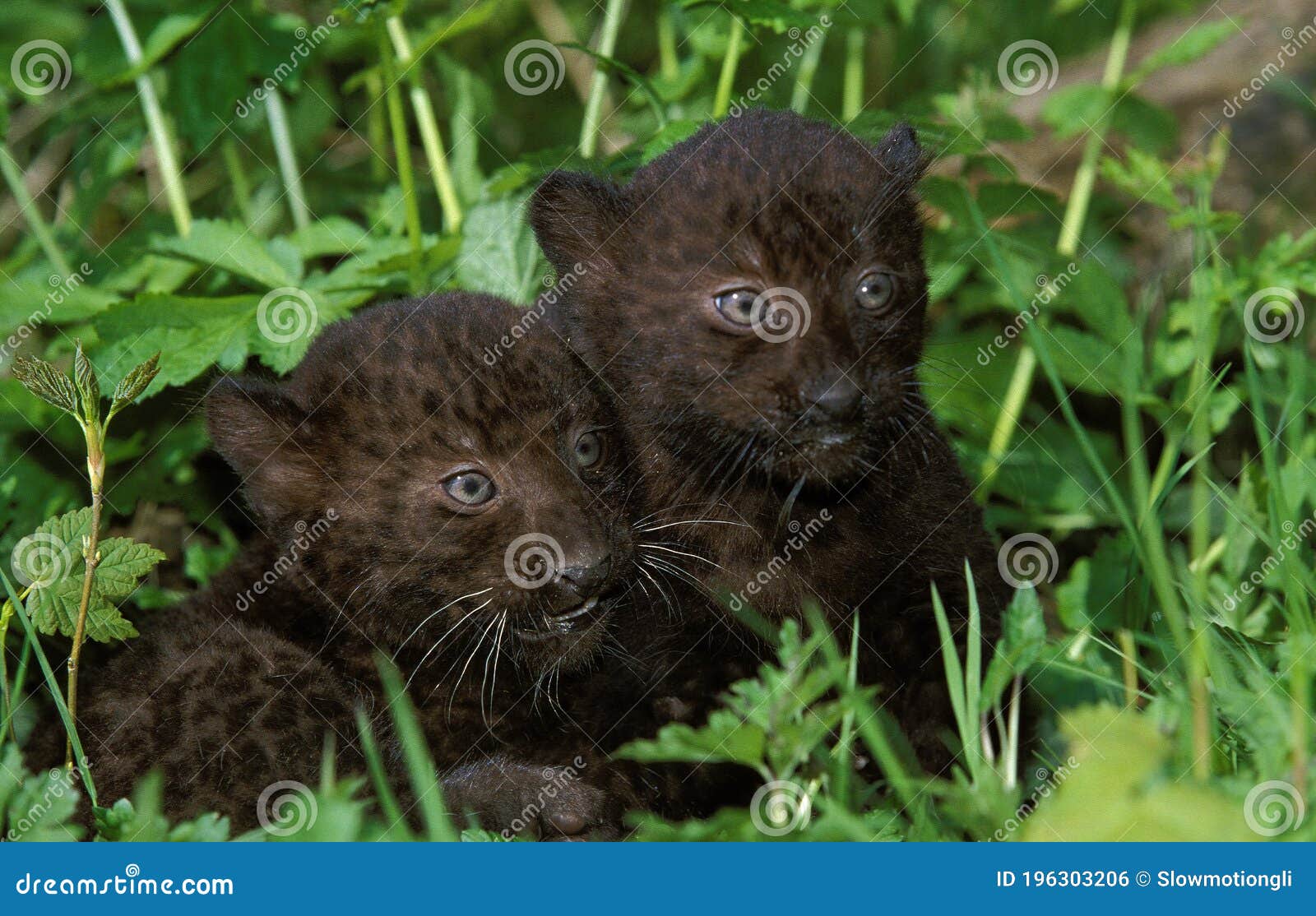 Black Panther, Panthera Pardus, Cub Laying on Grass Stock Photo - Image ...