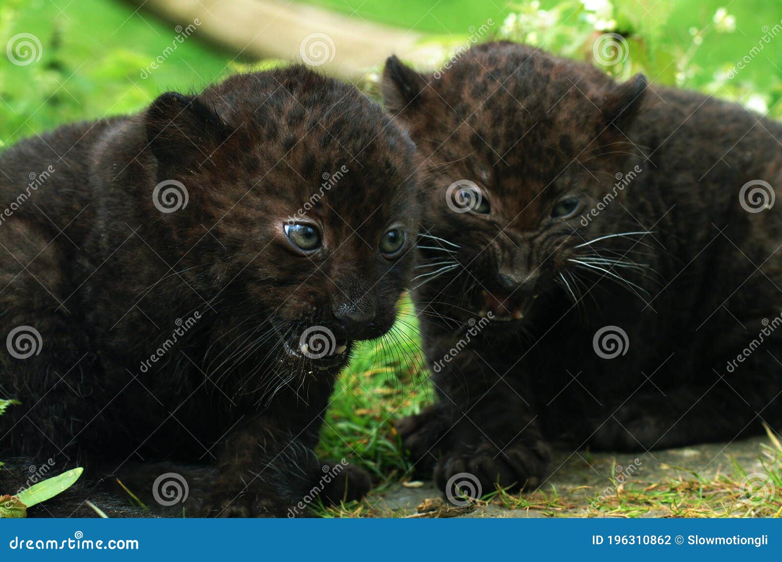 Black Panther, Panthera Pardus, Cub Snarling Stock Photo - Image of ...