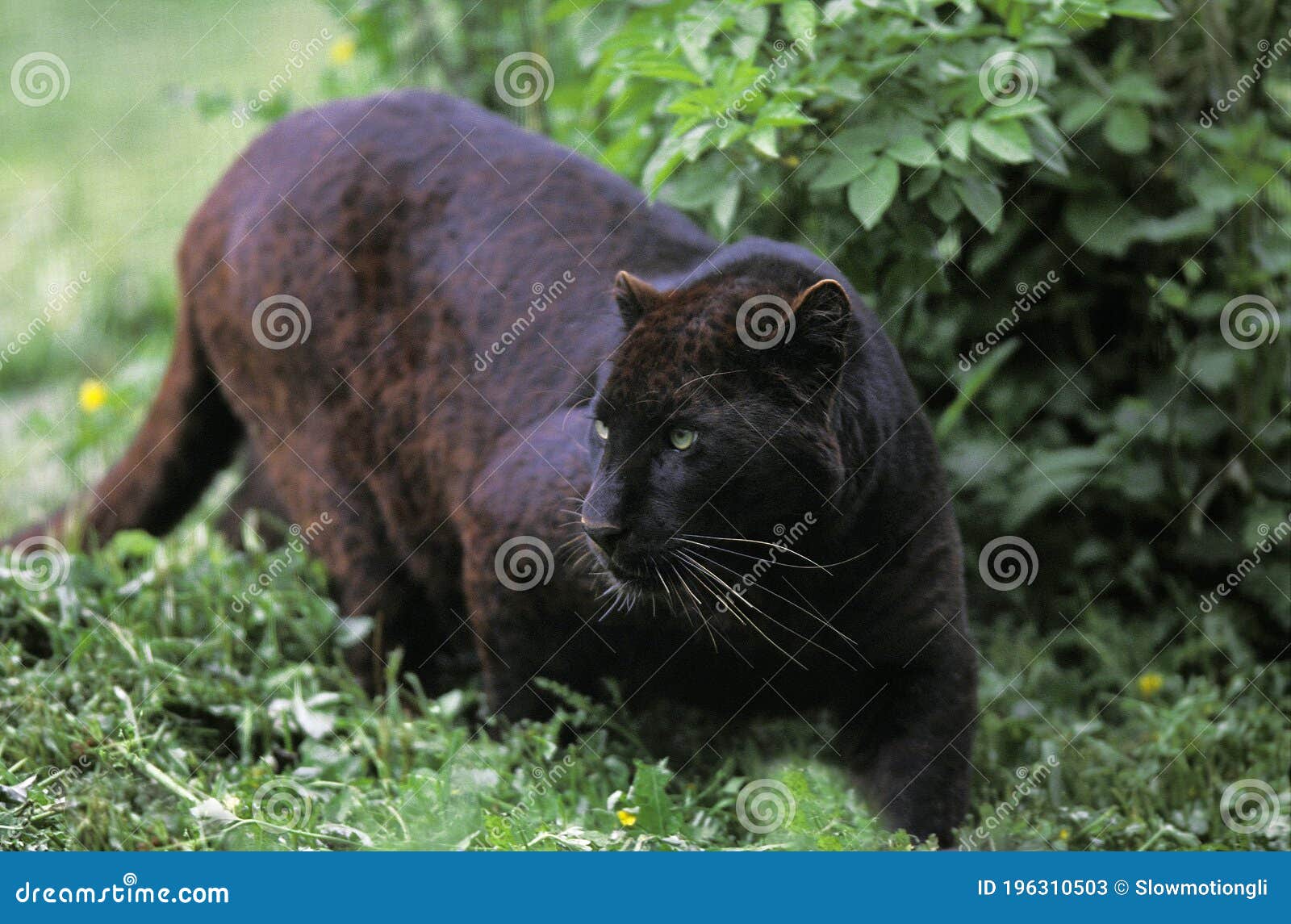 Black Panther, Panthera Pardus, Female Stock Image - Image of pardus ...