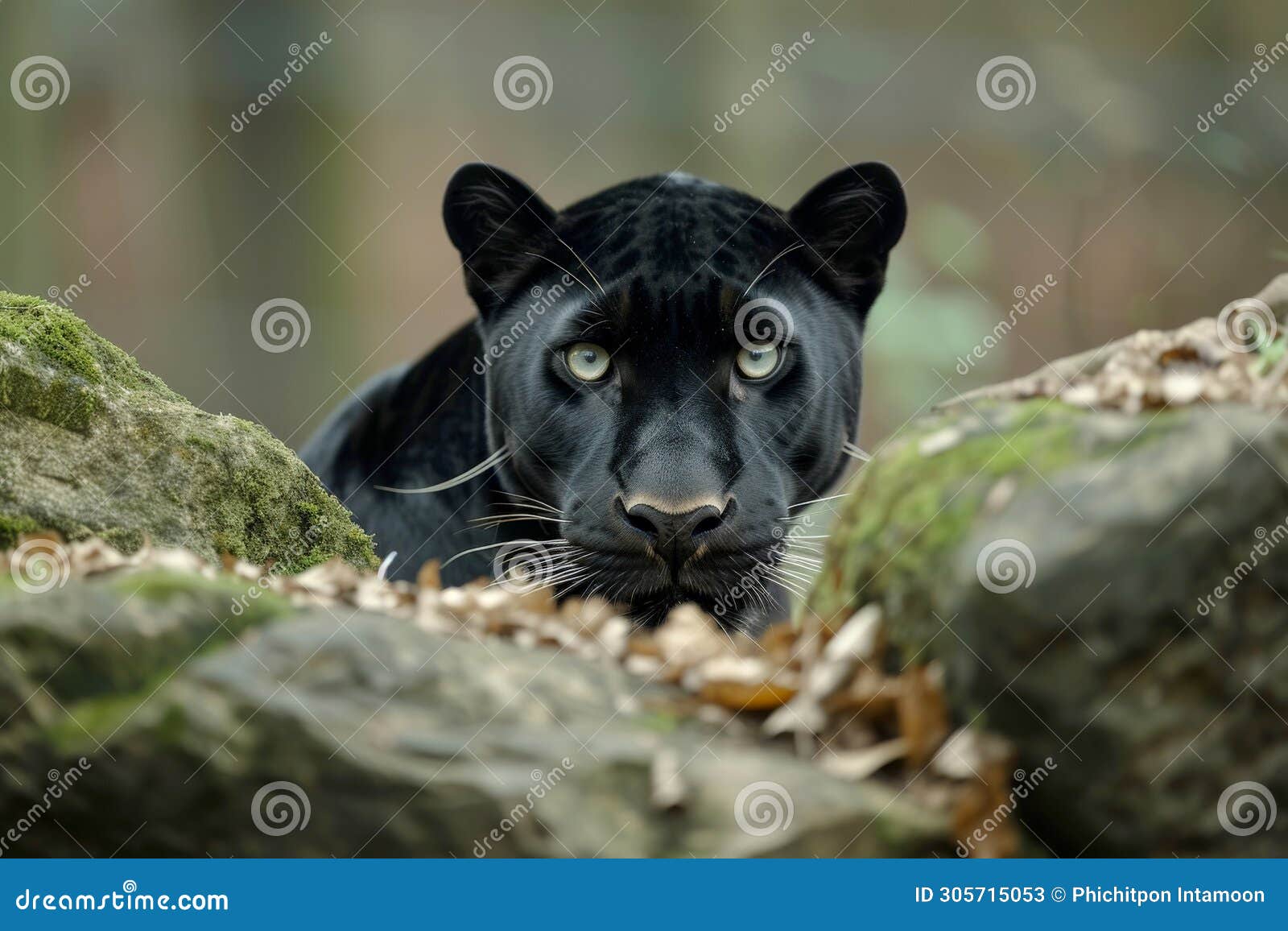 A Black Panther Peek Out the Rock in Forest. Ai Generative Stock Image ...