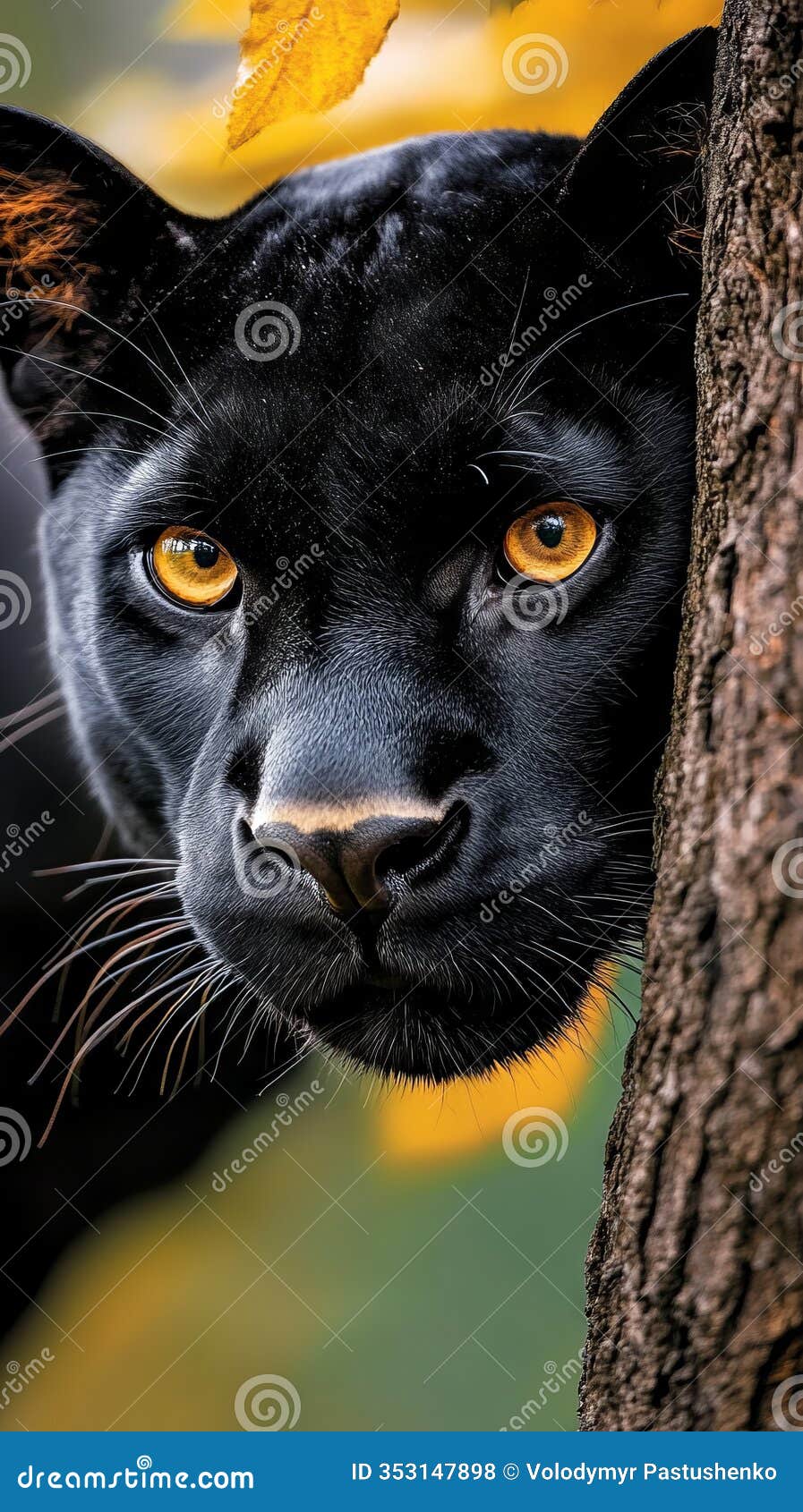 A Black Panther Peeking Out from Behind a Tree Stock Photo - Image of ...