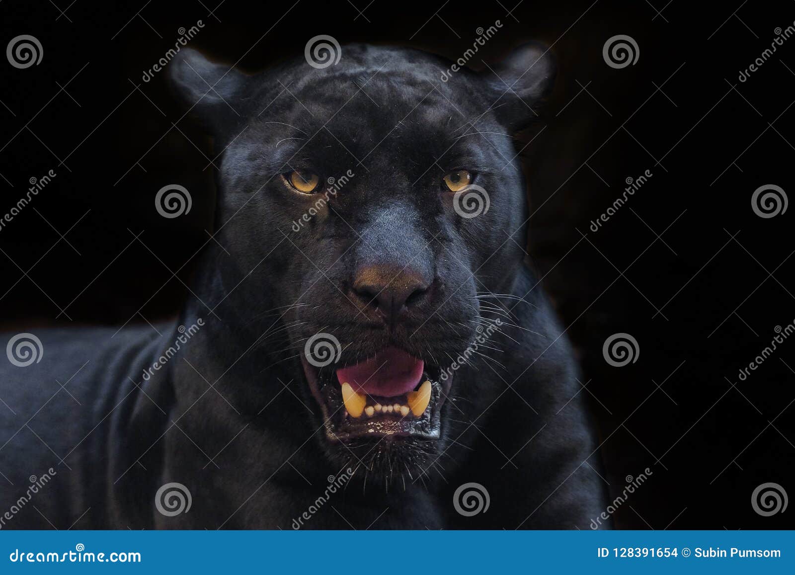 Black Panther Shot Close Up Stock Photo - Image of expressive, furious ...