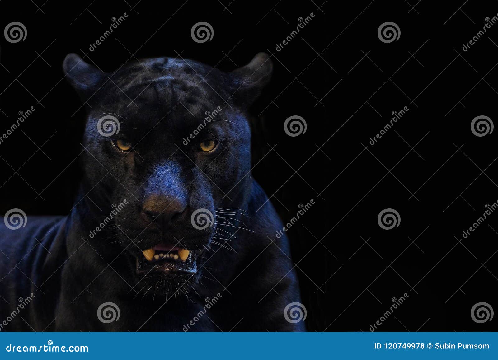 Black Panther Shot Closeup with Black Background Stock Photo - Image of ...