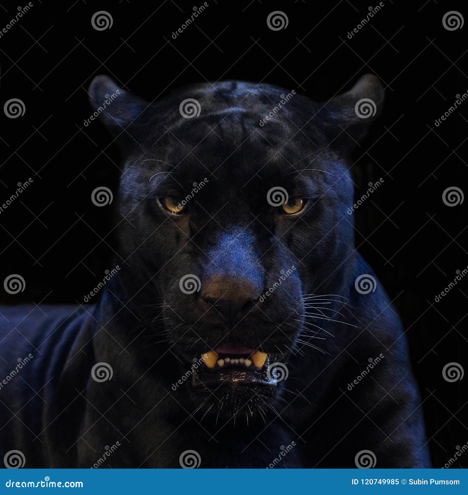 Black Panther Skin Texture Wool Animal Skins Background Royalty-Free ...