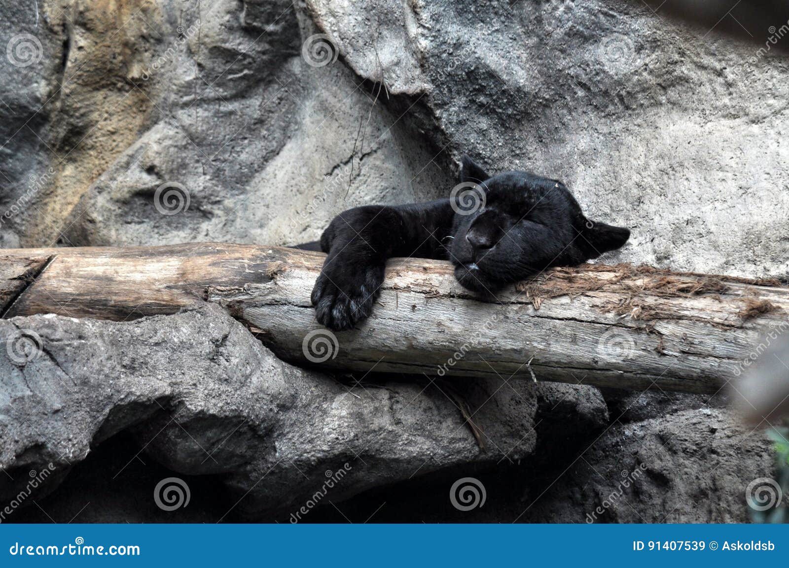 Black Panther Sleeping Shift the Paw of the Tree. Stock Image - Image ...