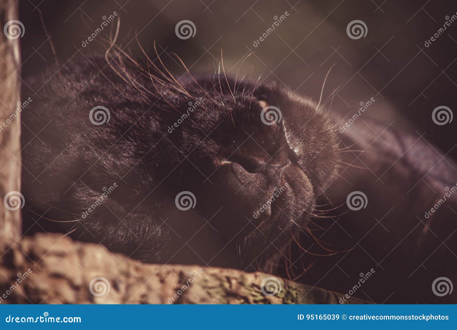 Black Panther Picture. Image: 95165039