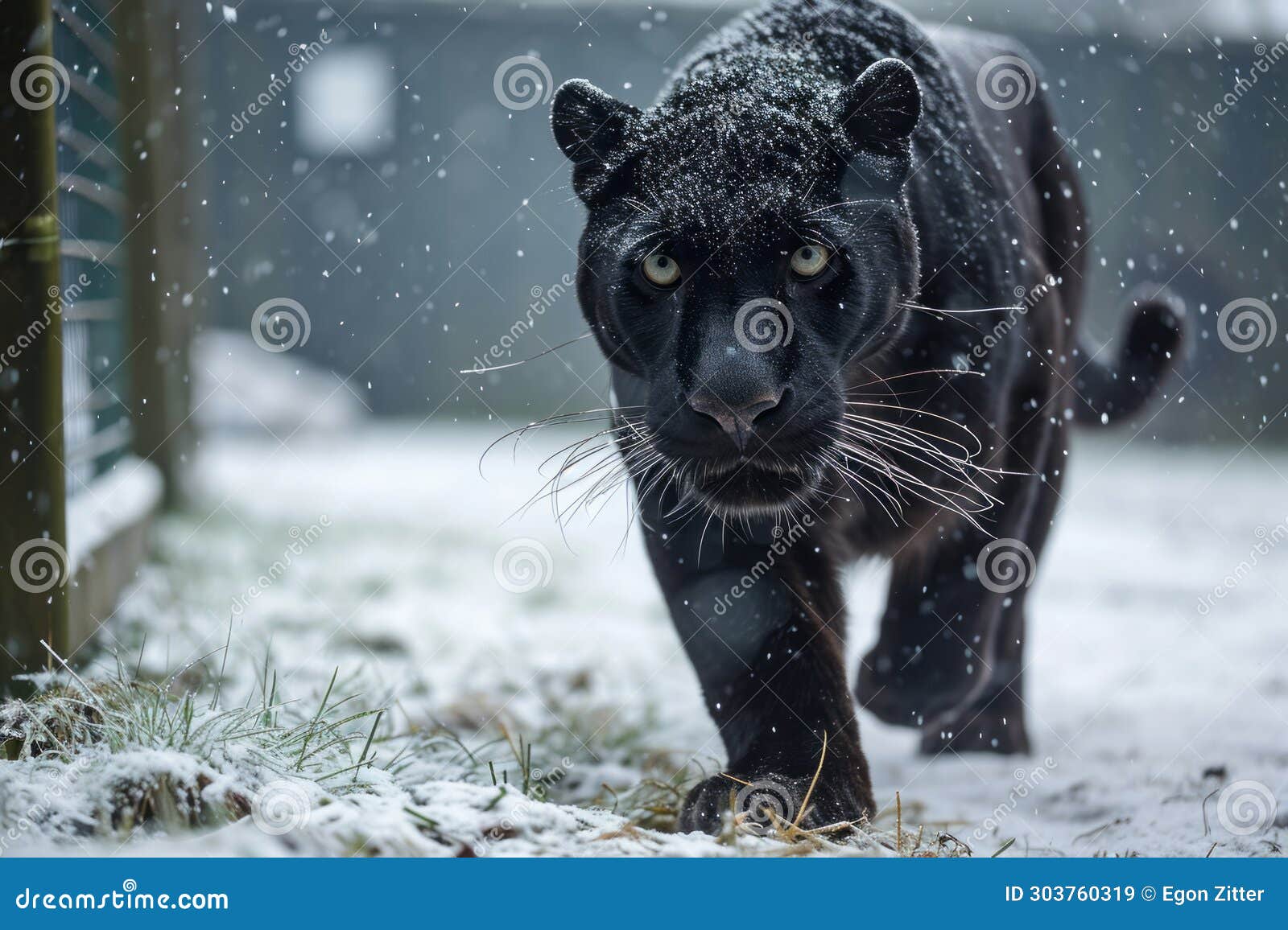 Black panther in the snow stock illustration. Illustration of panther ...