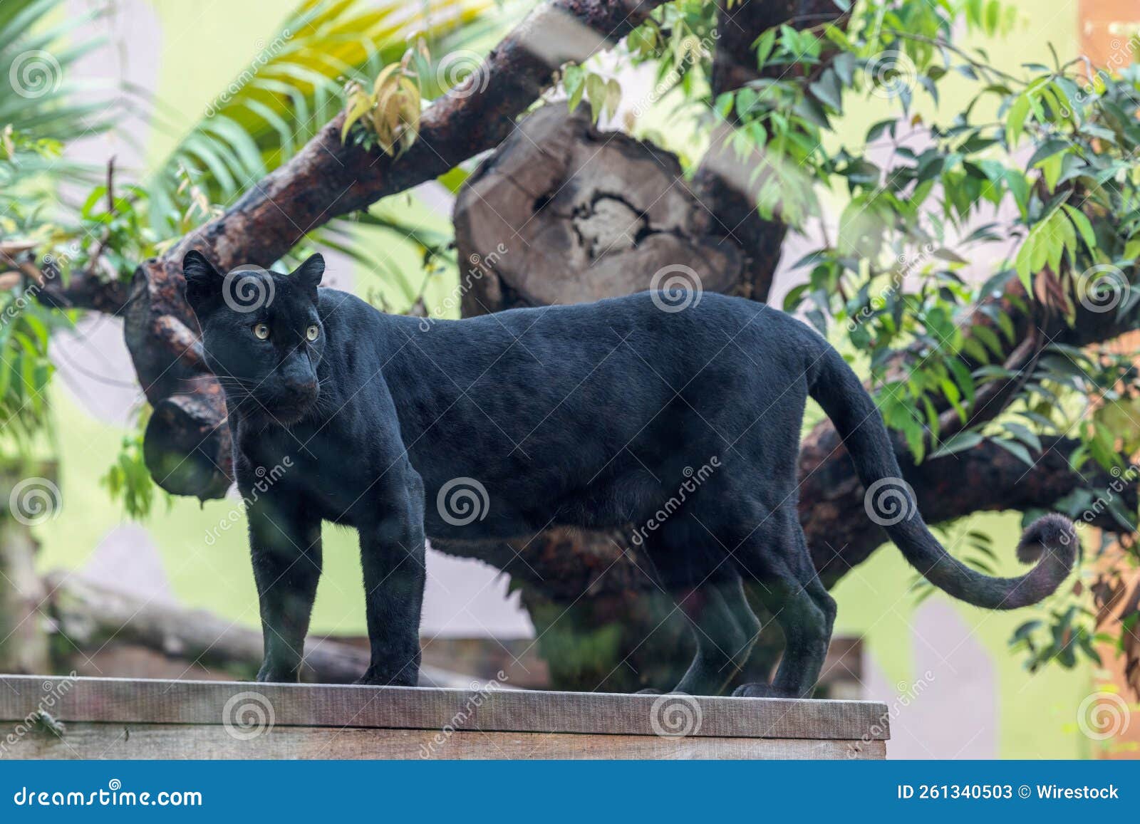 Black Panther Standing Against a Tree Stock Image - Image of panther ...