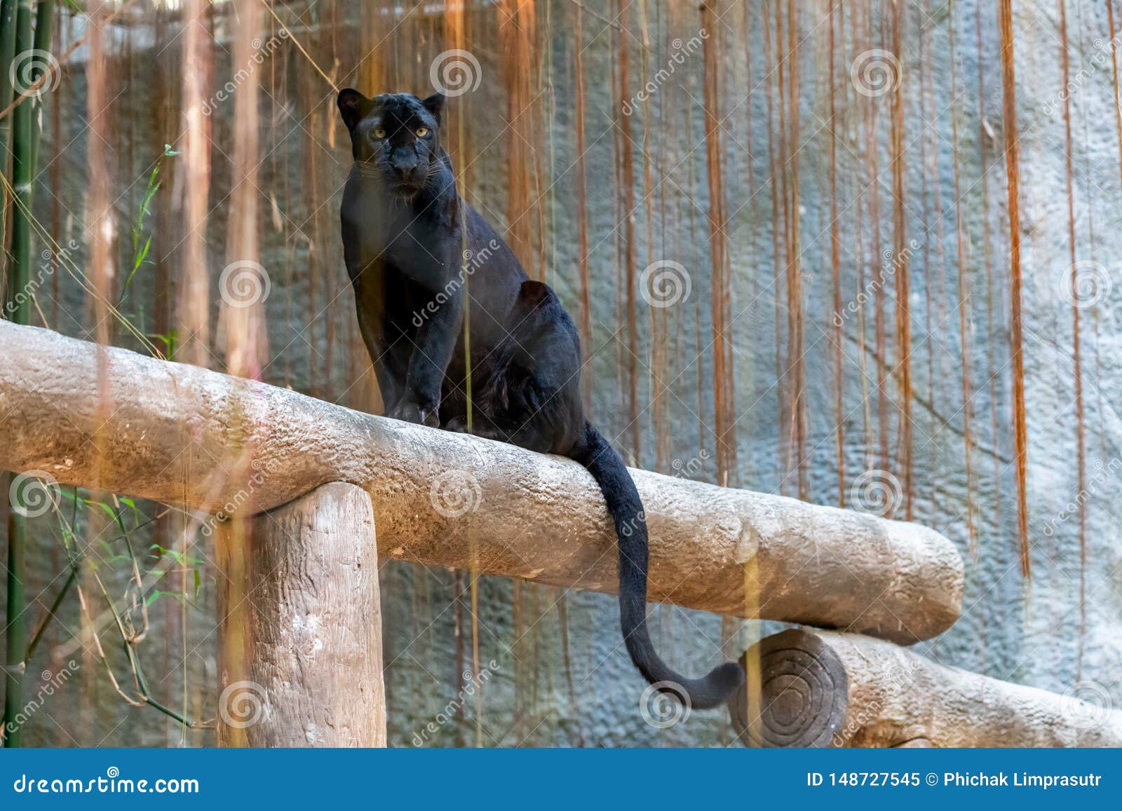 Black Panther Standing on a Log Looking at Camera Stock Image - Image ...