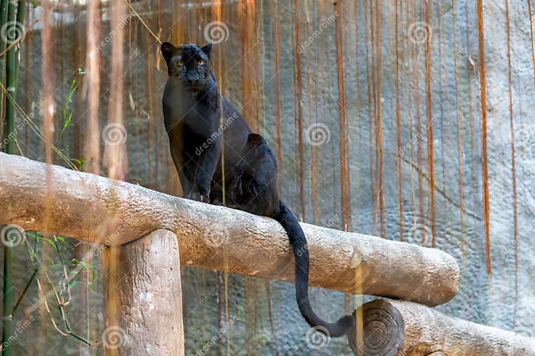 Black Panther Standing on a Log Looking at Camera Stock Image - Image ...
