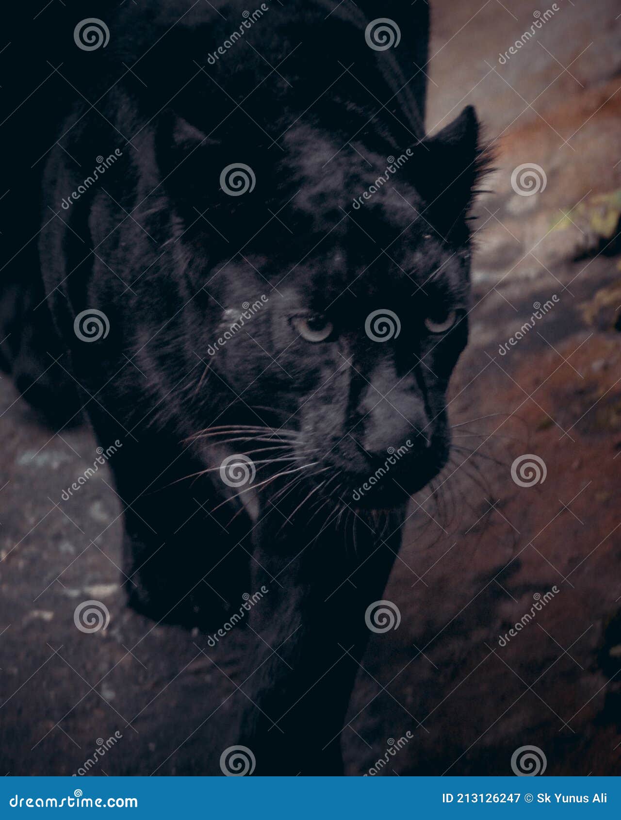 Black Panther Walk in To the Dark the Beast of Wild Stock Image - Image ...
