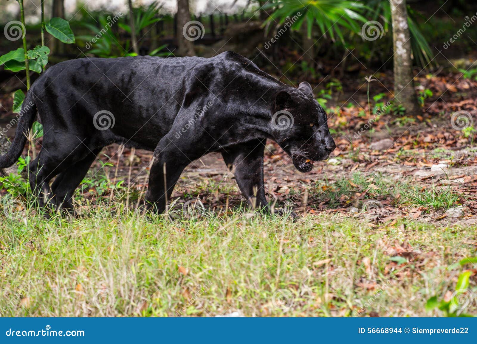 Black panther stock photo. Image of desert, jungle, american - 56668944