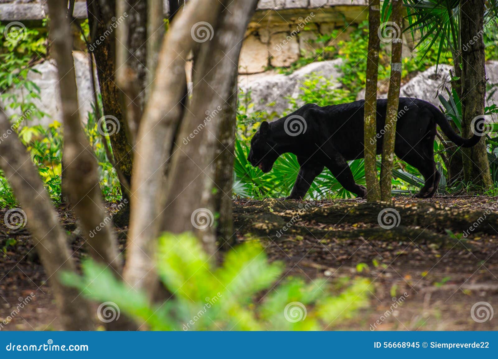 Black panther stock image. Image of mexico, great, desert - 56668945