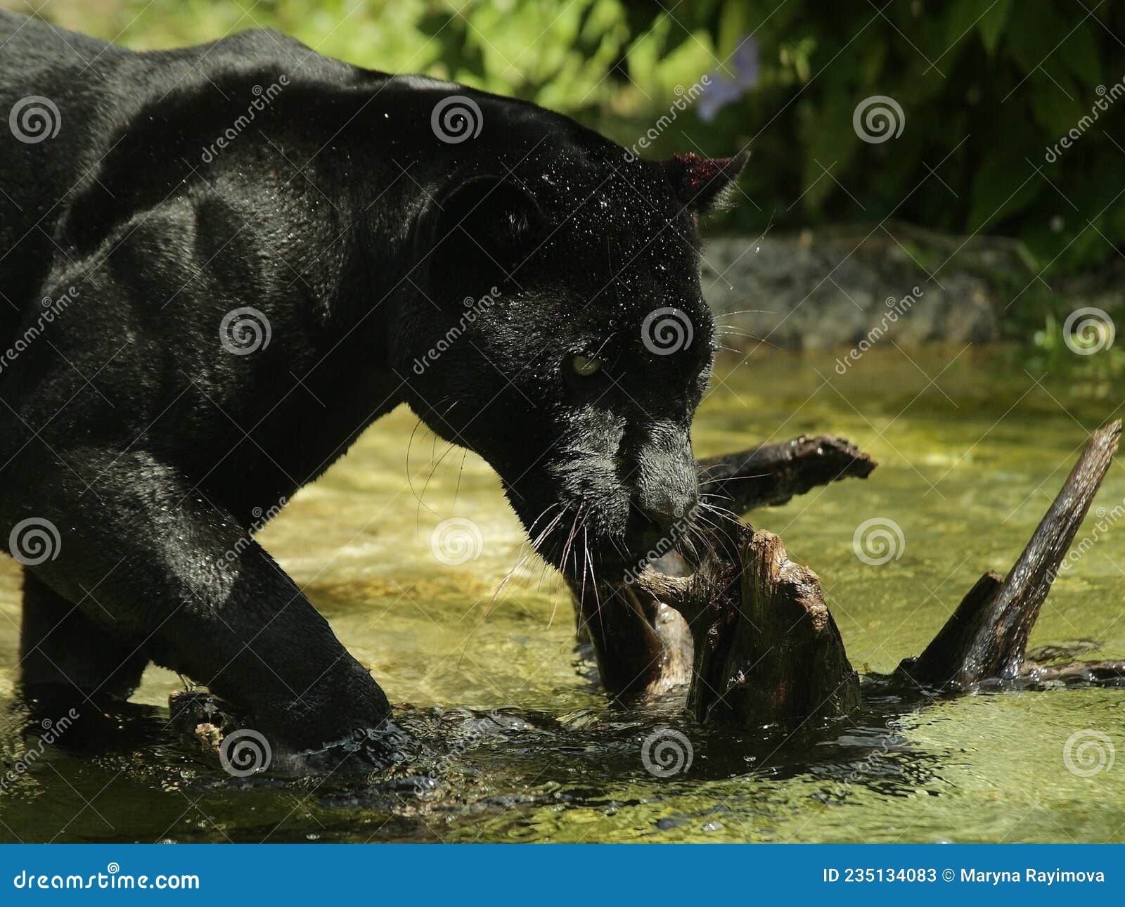 Black Panther Walks in the Water. Stock Image - Image of outdoor ...