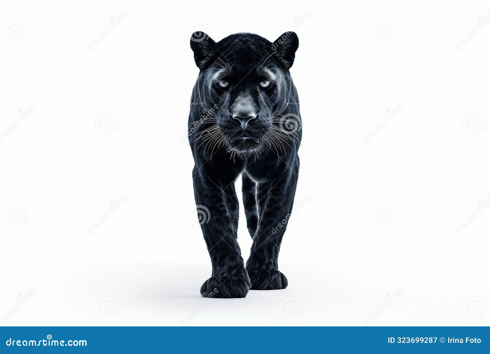 Black Panther on White Background, Front View, Serious Expression ...