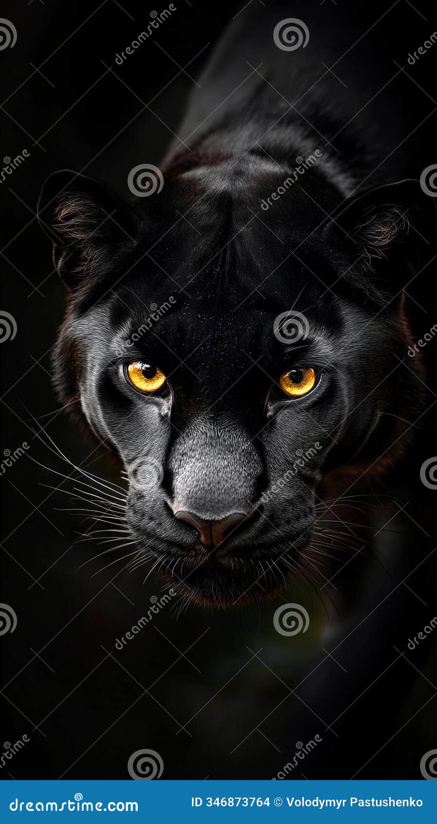 A Black Panther with Yellow Eyes Looking at the Camera Stock Photo ...