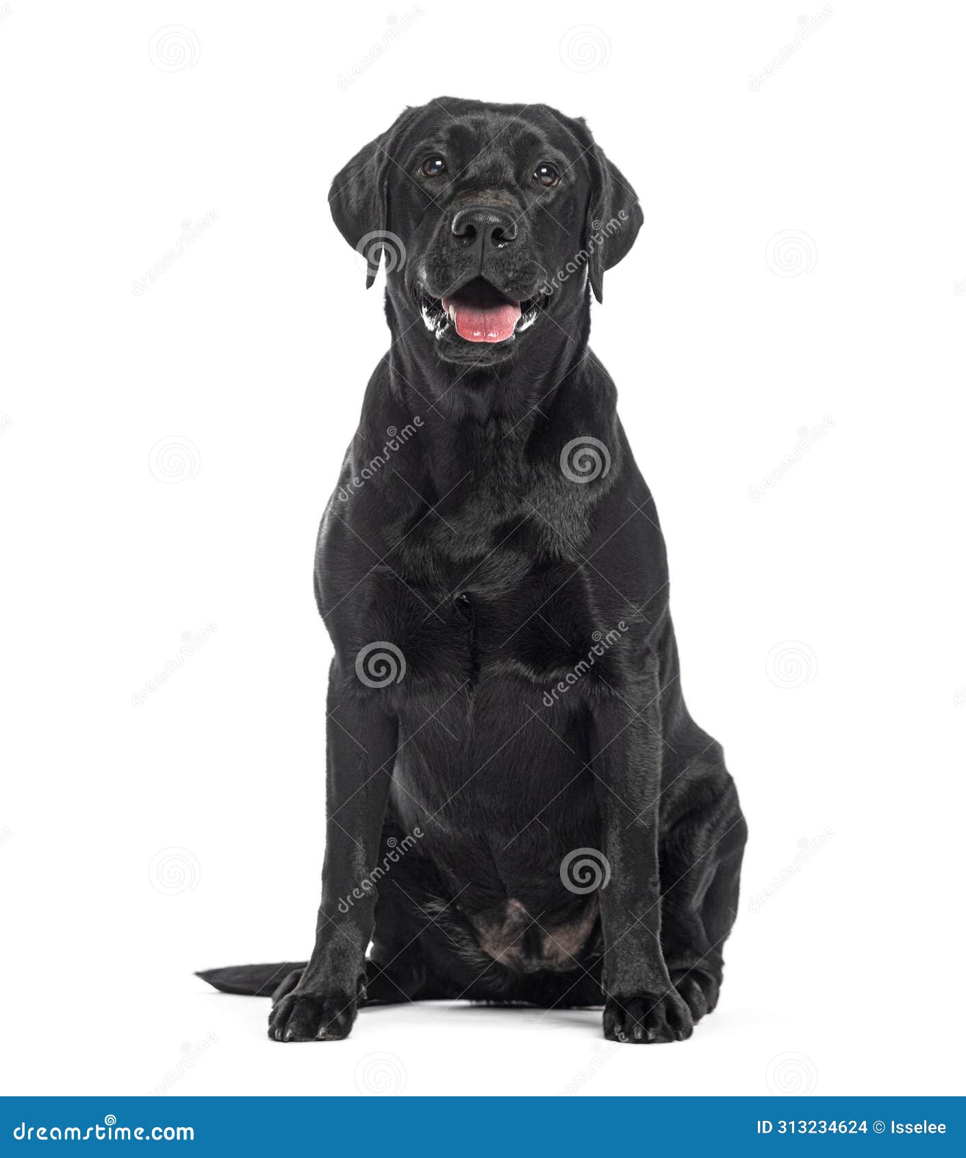 Black Panting Labrador Sitting , Isolated on White Stock Photo - Image ...