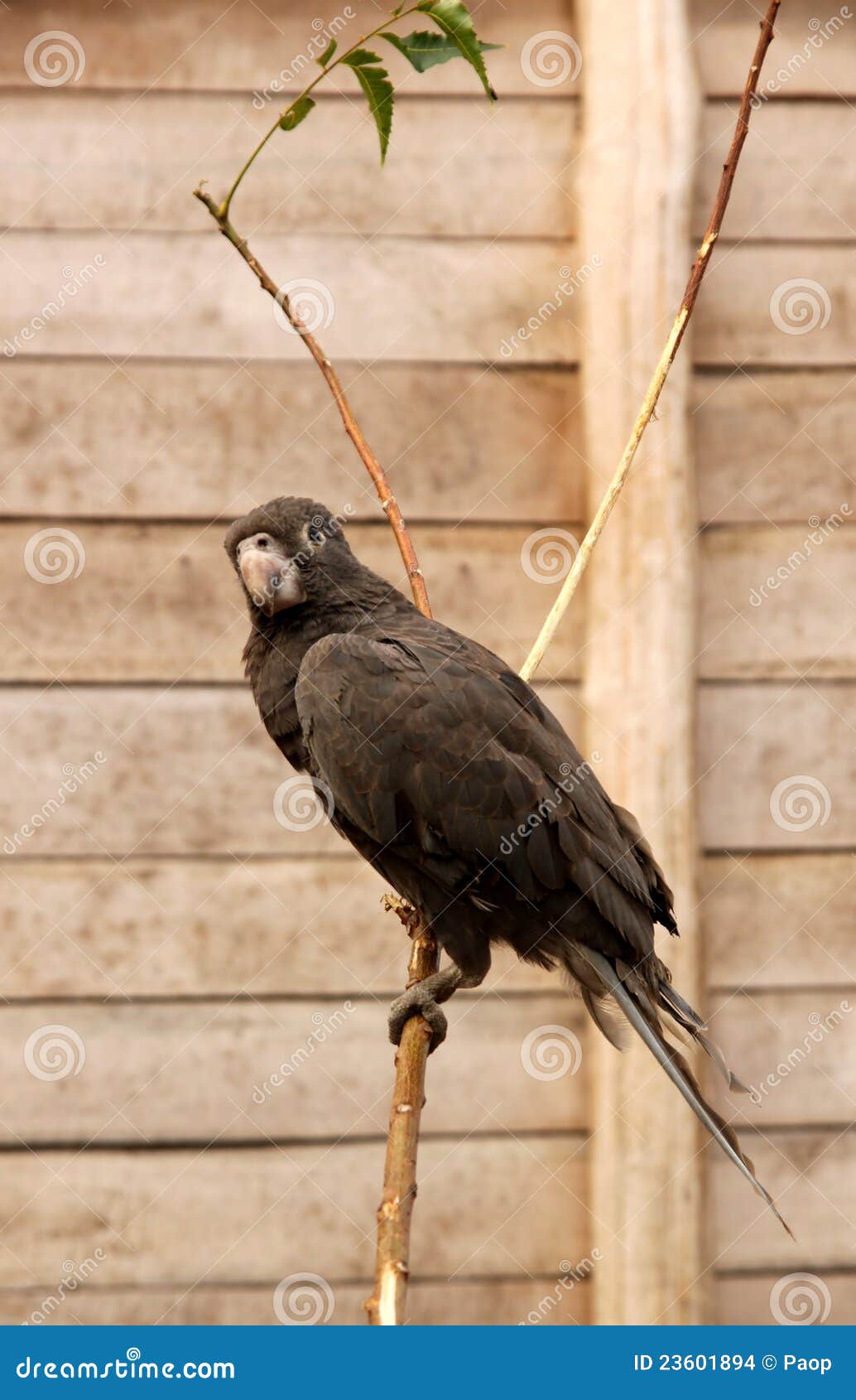 Black parrot stock photo. Image of branch, feather, ecosystem - 23601894