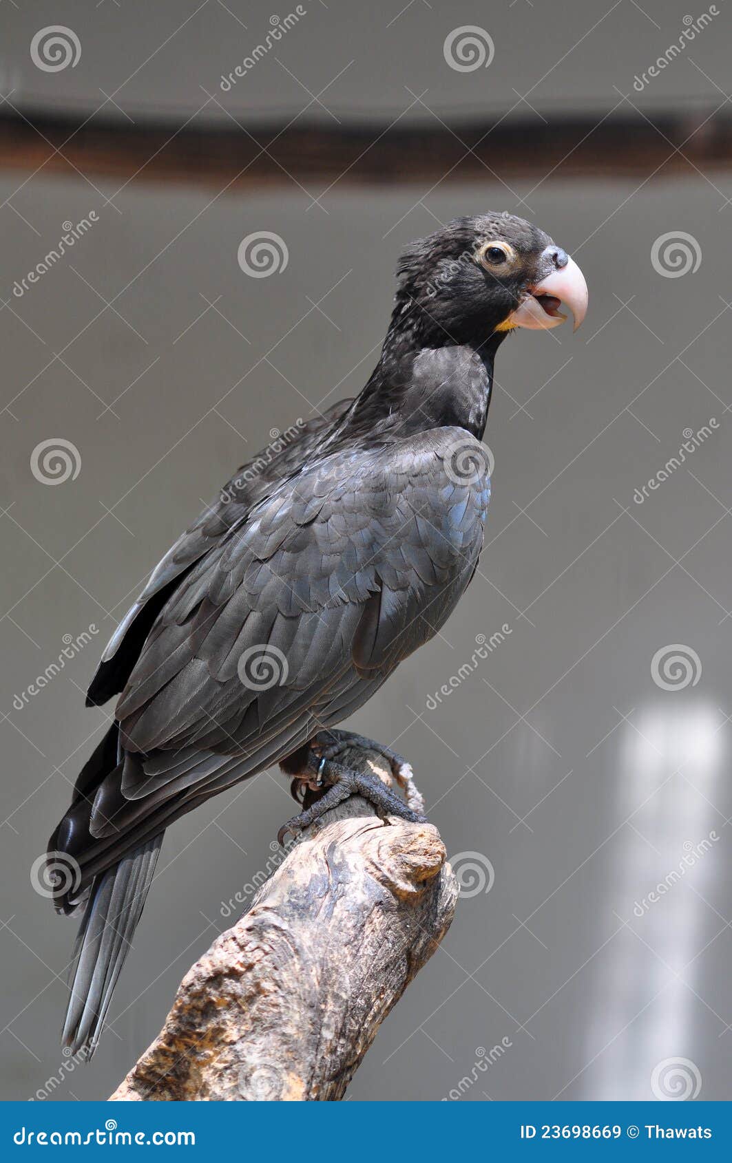 Black Parrot Bird of African Stock Image - Image of parrot, curiosity ...