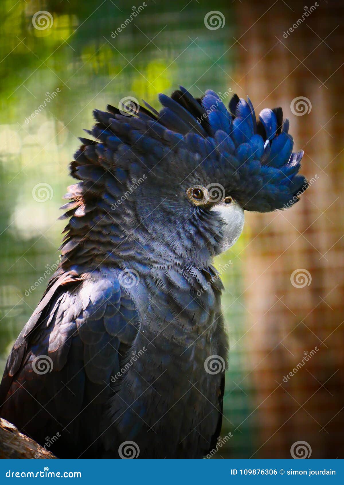 Black parrot stock photo. Image of beautiful, beaks - 109876306
