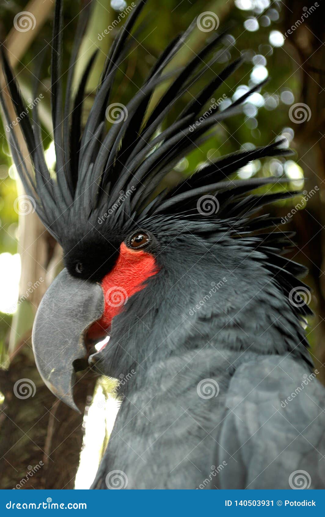 The Black Parrot in the Zoo Stock Image - Image of bird, branch: 140503931
