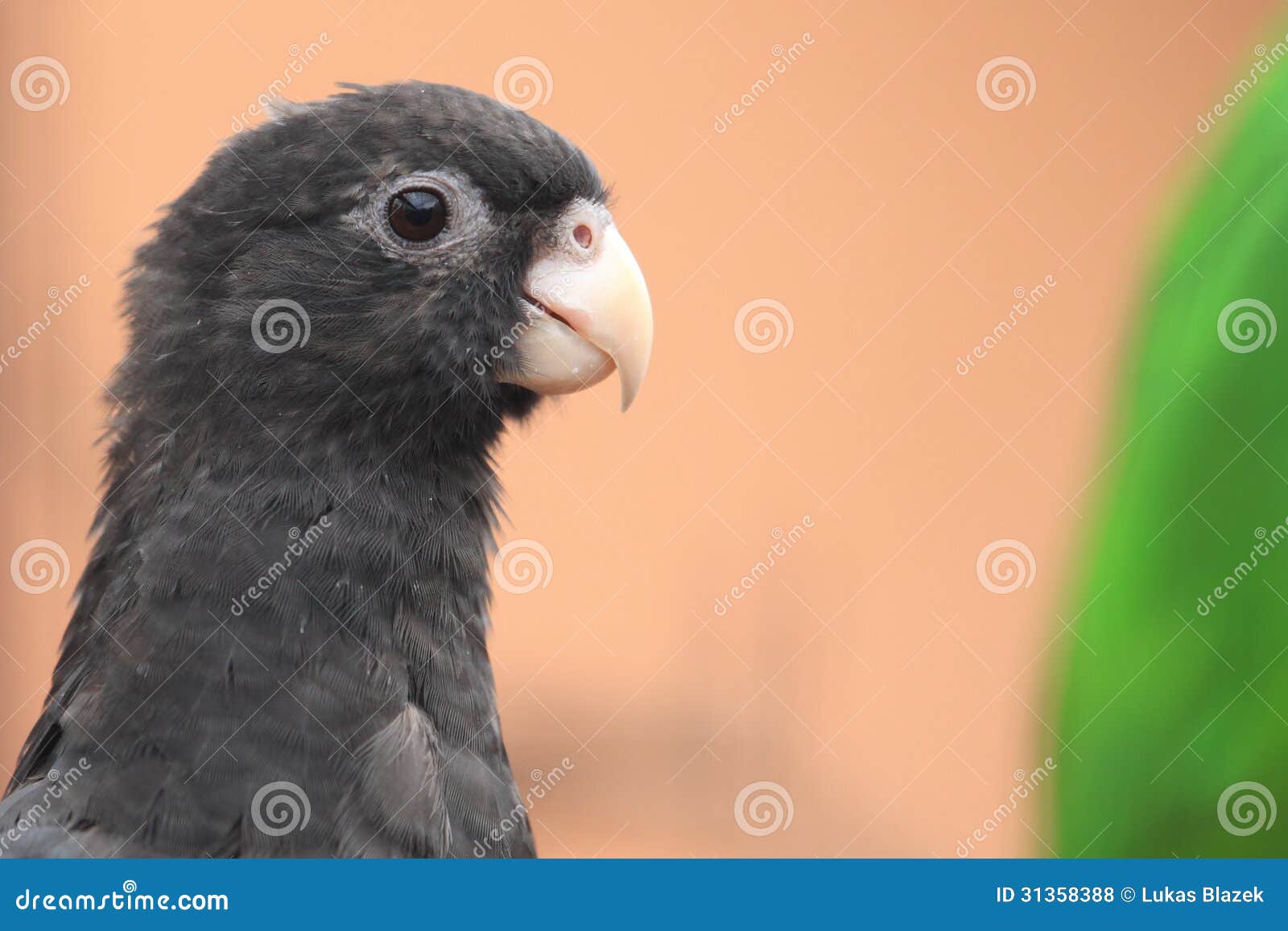 Black parrot stock photo. Image of animal, nigra, vasa - 31358388