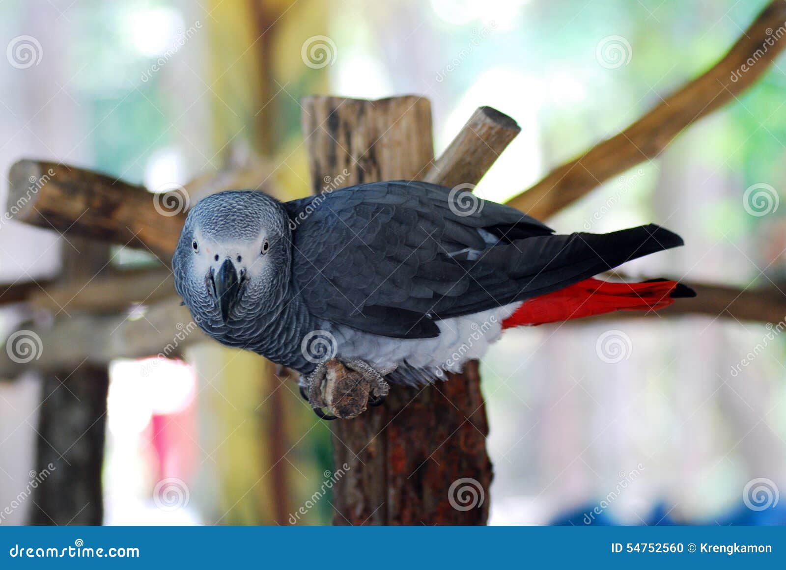 Black parrot stock photo. Image of avian, black, crest - 54752560