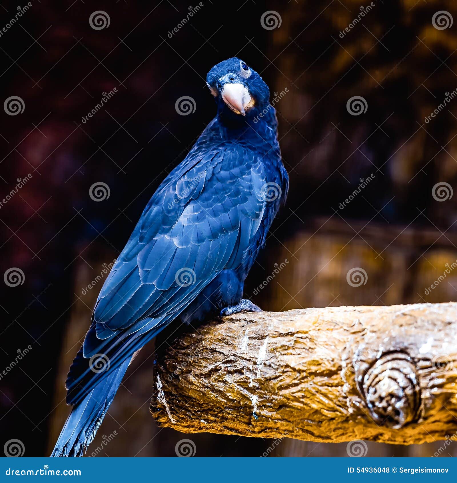 Black parrot stock photo. Image of beak, bright, life - 54936048